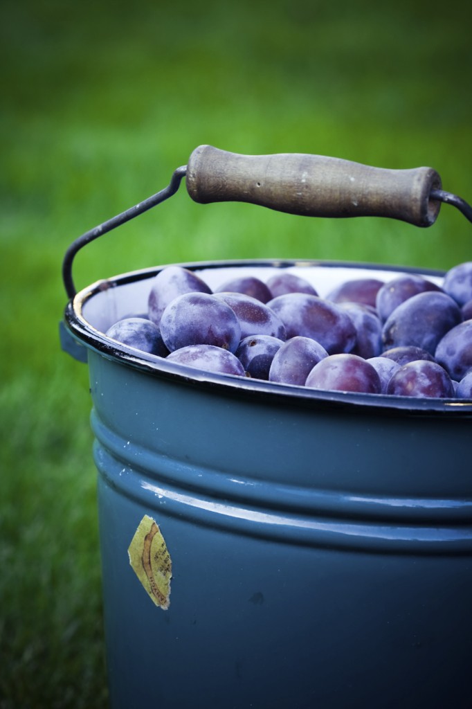 Perfect Plums | Cheryl Cope